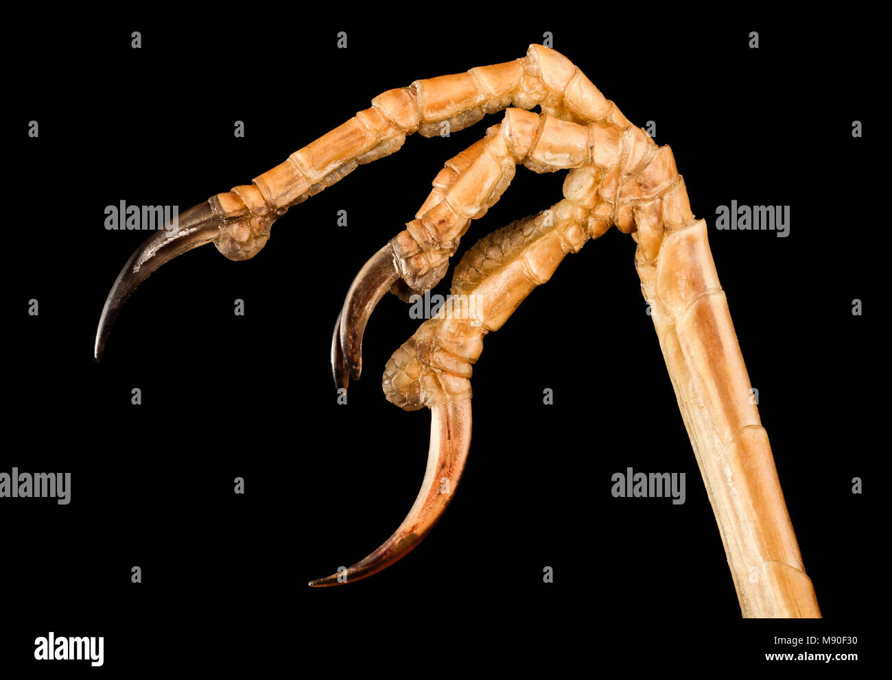 field sparrow, foot Stock Photo - Alamy