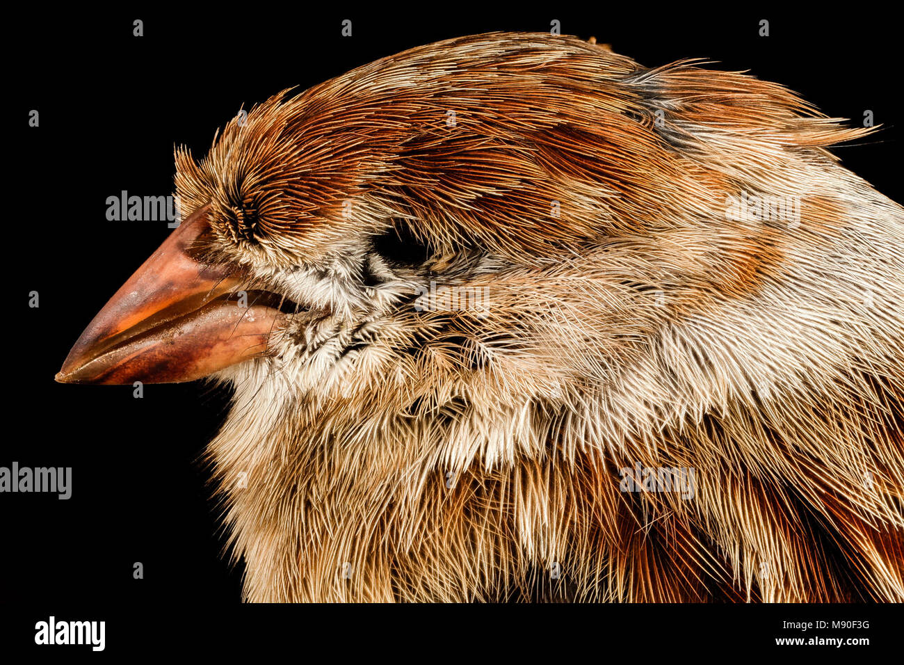 Sparrow hi res hi-res stock photography and images - Alamy