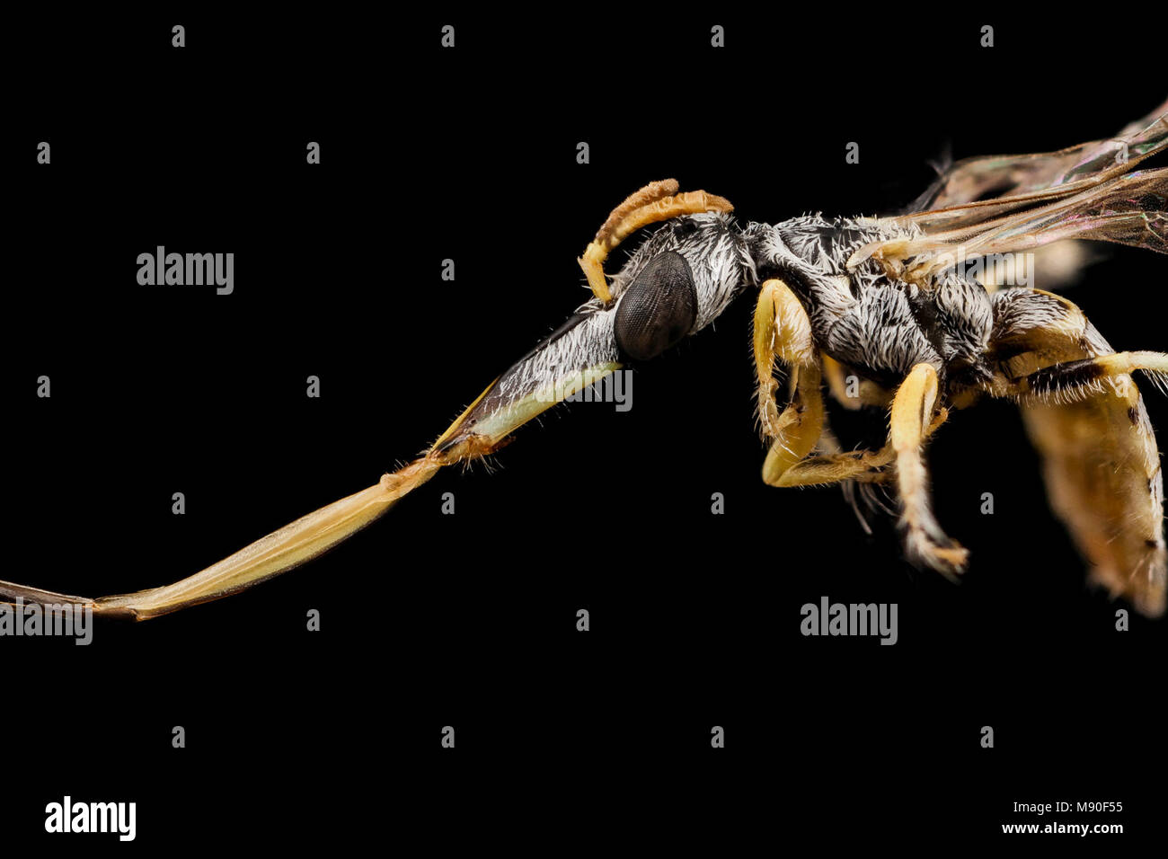 Chile hi res hi-res stock photography and images - Alamy