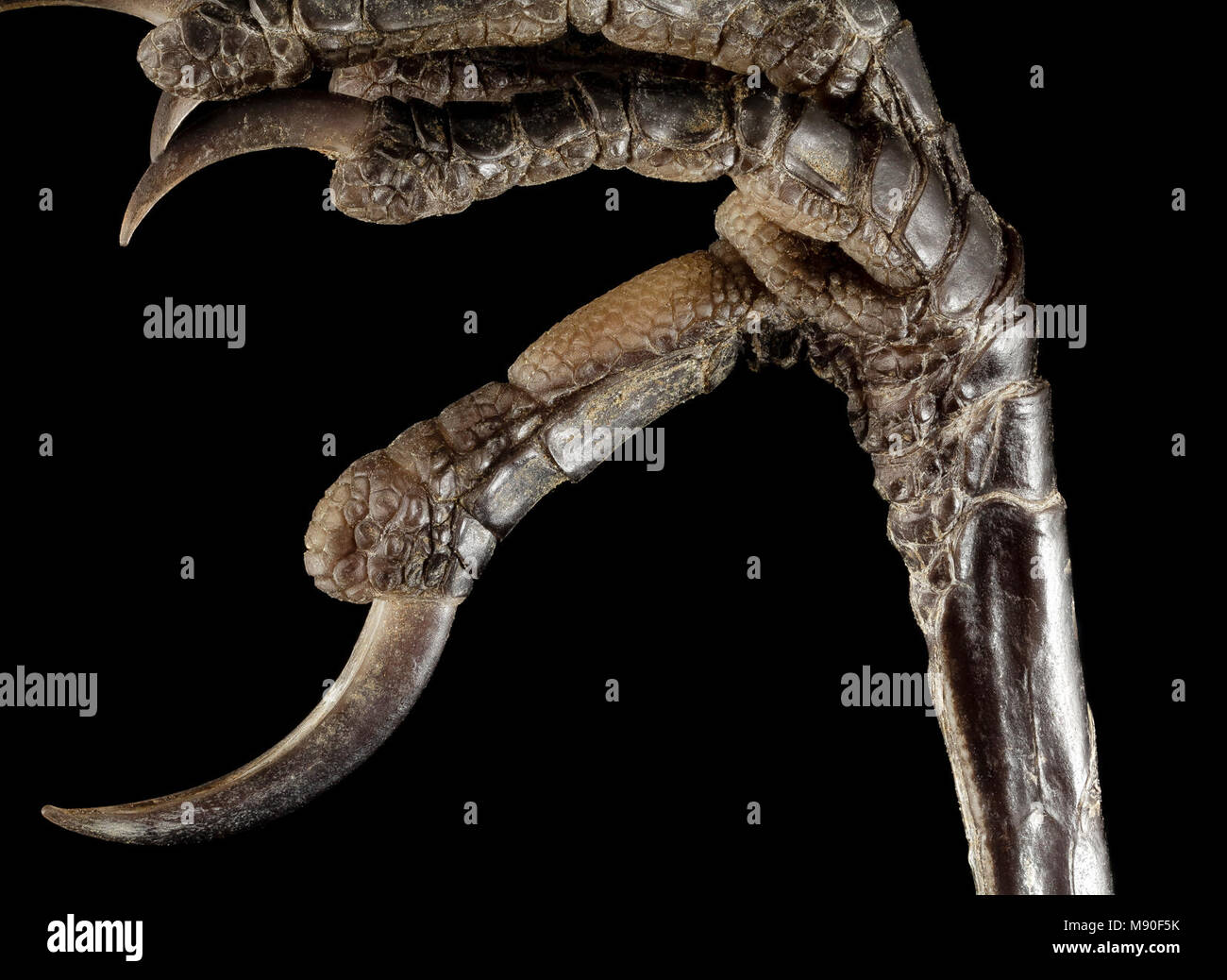 Claw foot hi hi-res stock photography and images - Alamy