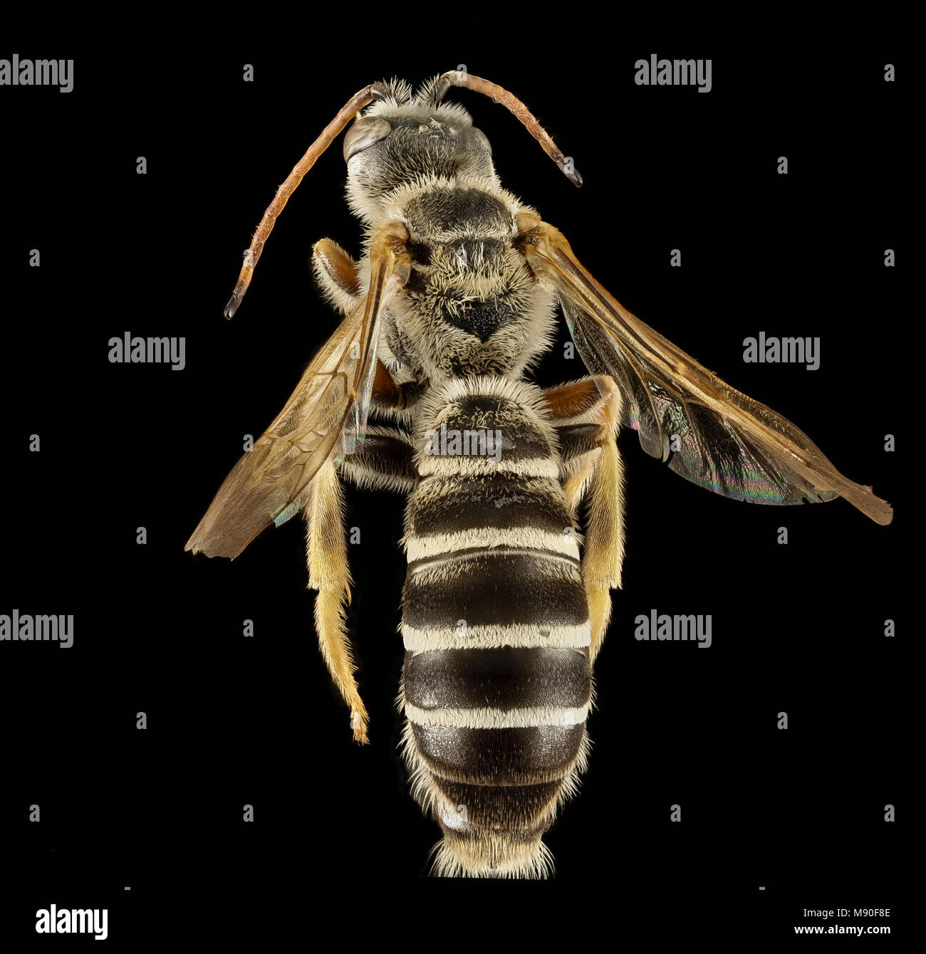 Halictus brunnescens, M, Back, Greece, Aegan Islands, Lesvos, Mytilene ...