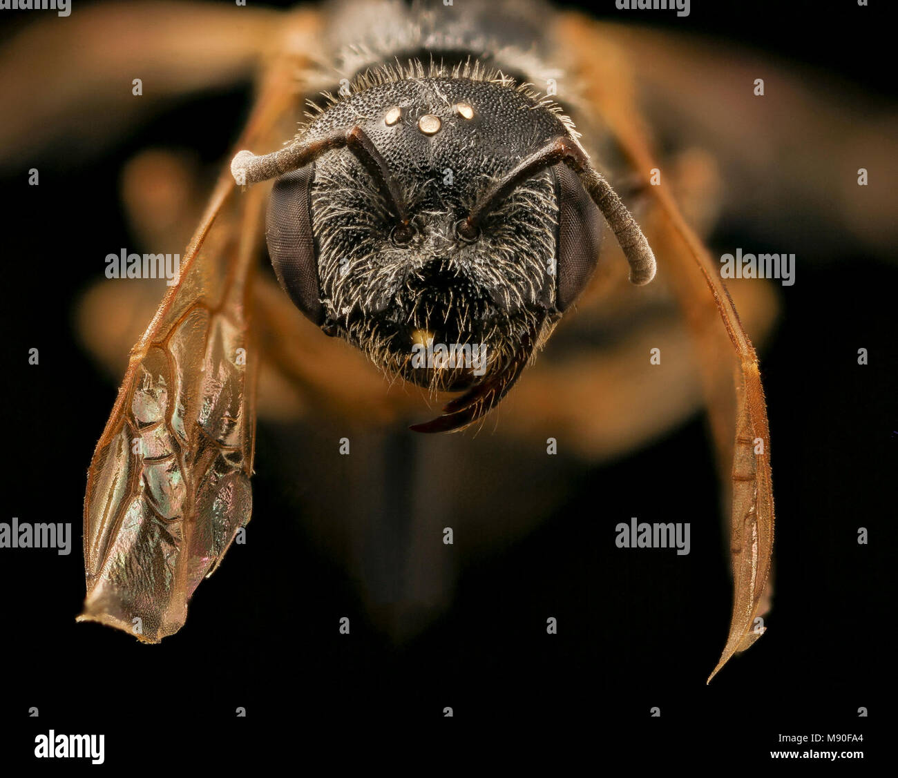 Halictus ligatus, gynandromorph, face, Maine Stock Photo - Alamy