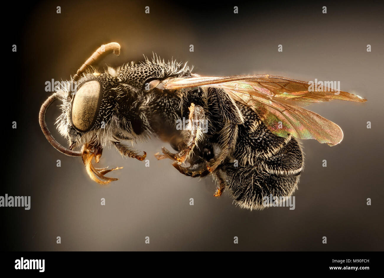 Resin bees hi hi-res stock photography and images - Alamy