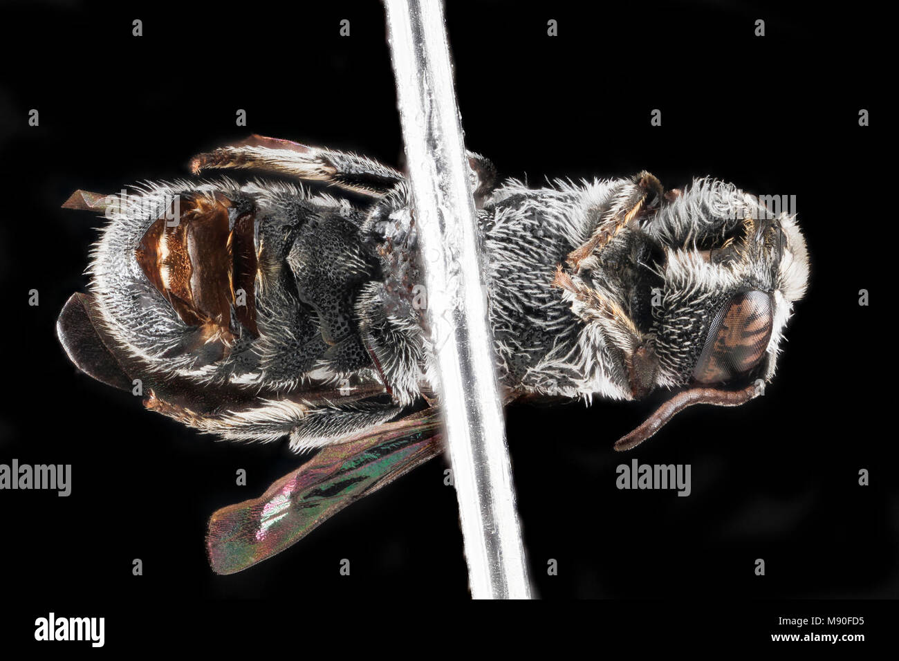 Bee. Heriades leavitti, male, underside abdomen Stock Photo - Alamy