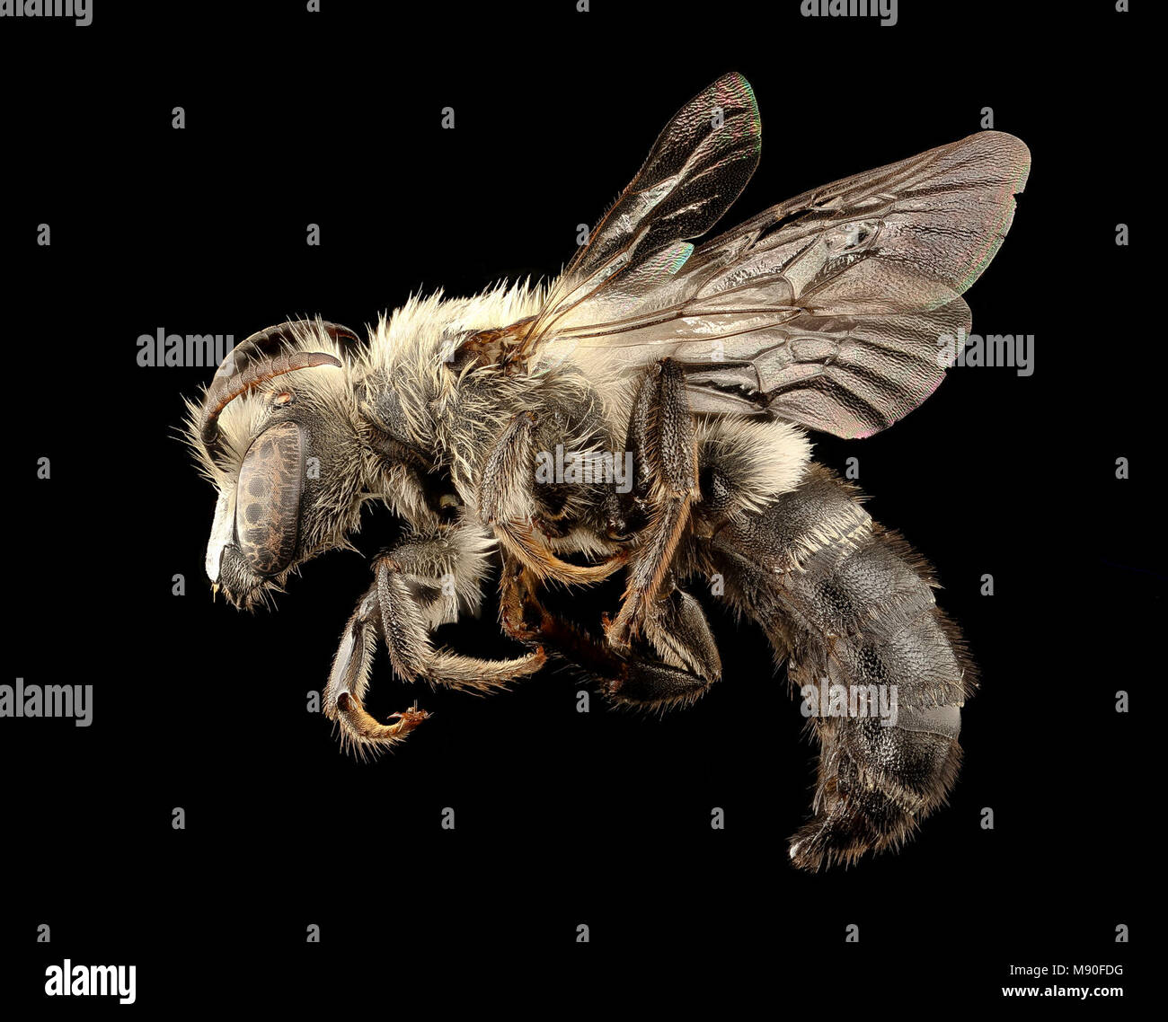 Binomial Hoplitis High Resolution Stock Photography and Images - Alamy