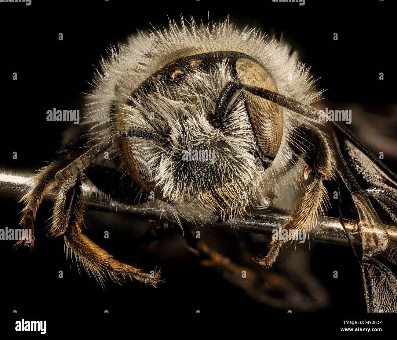 Binomial hoplitis anthocopoides hi-res stock photography and images - Alamy