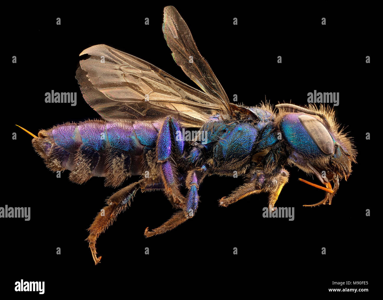 Binomial Hoplitis High Resolution Stock Photography and Images - Alamy