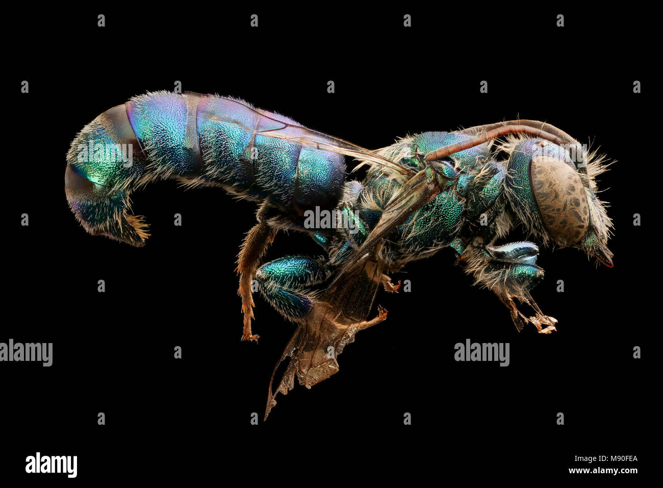 Binomial hoplitis hi-res stock photography and images - Alamy