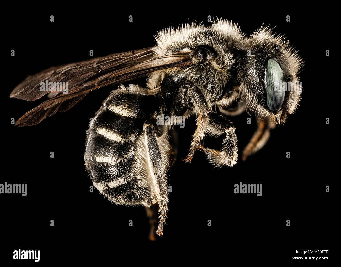 Neck hi res hi-res stock photography and images - Alamy