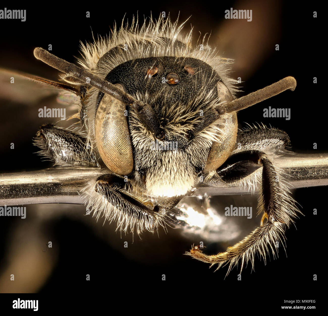 Hoplitis simplex, m, face, Charles Co, MD Stock Photo - Alamy