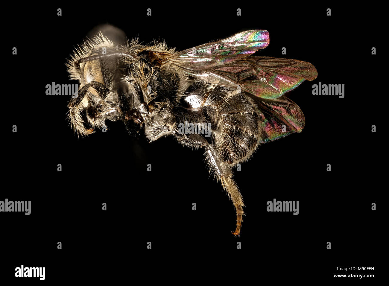 Hoplitis simplex, m, side, Charles Co, MD Stock Photo - Alamy