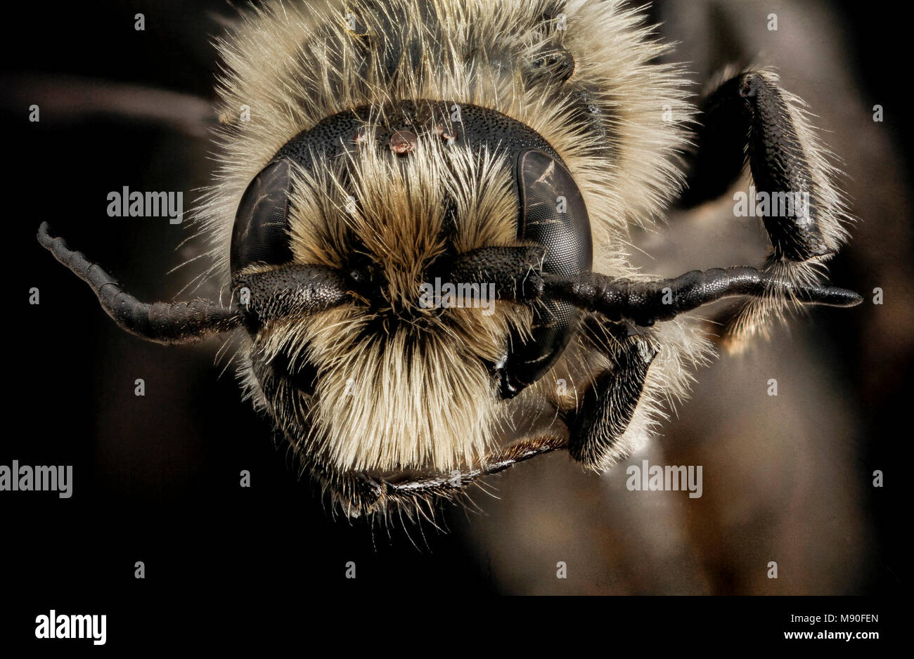 Hoplitis spoliata, male, face, NY, Franklin Co Stock Photo - Alamy