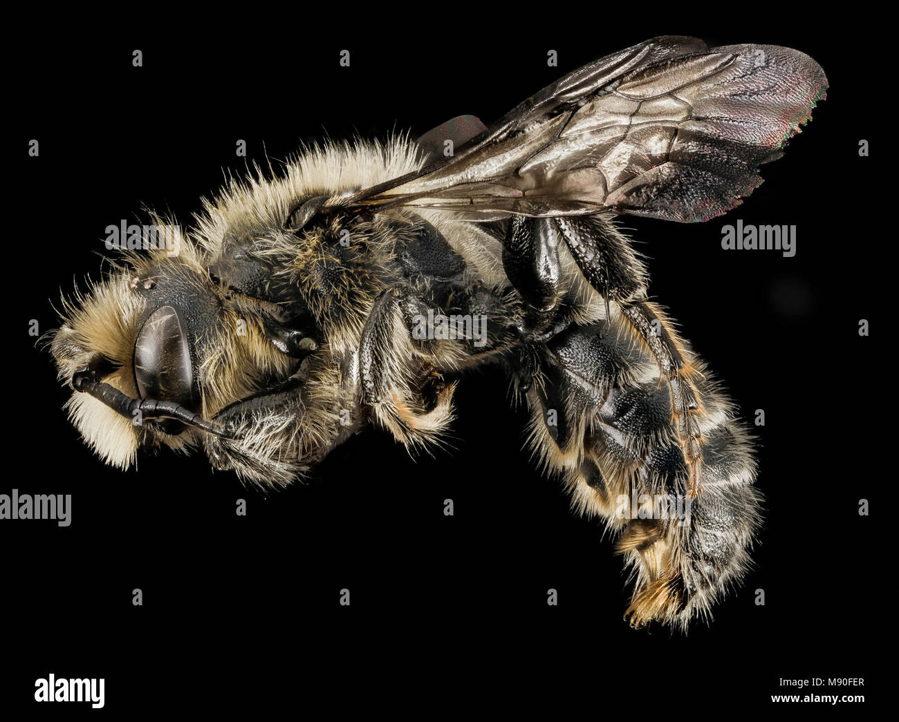 Binomial hoplitis hi-res stock photography and images - Alamy