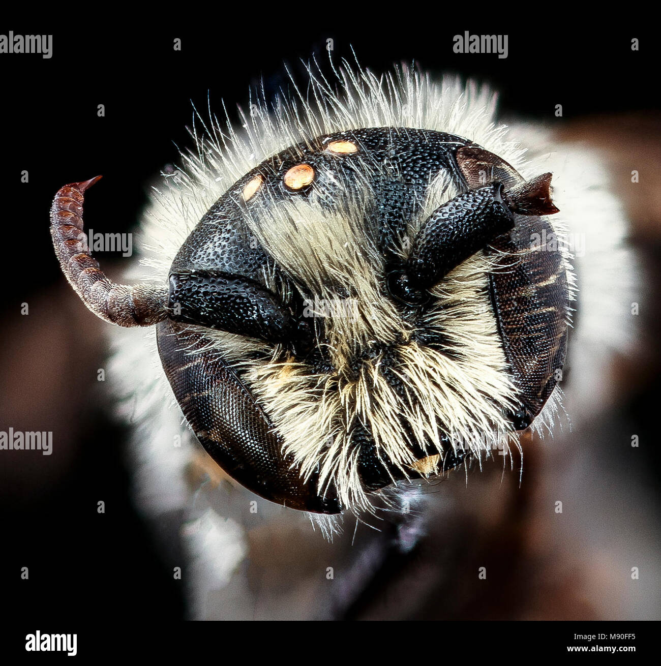 Binomial hoplitis hi-res stock photography and images - Alamy