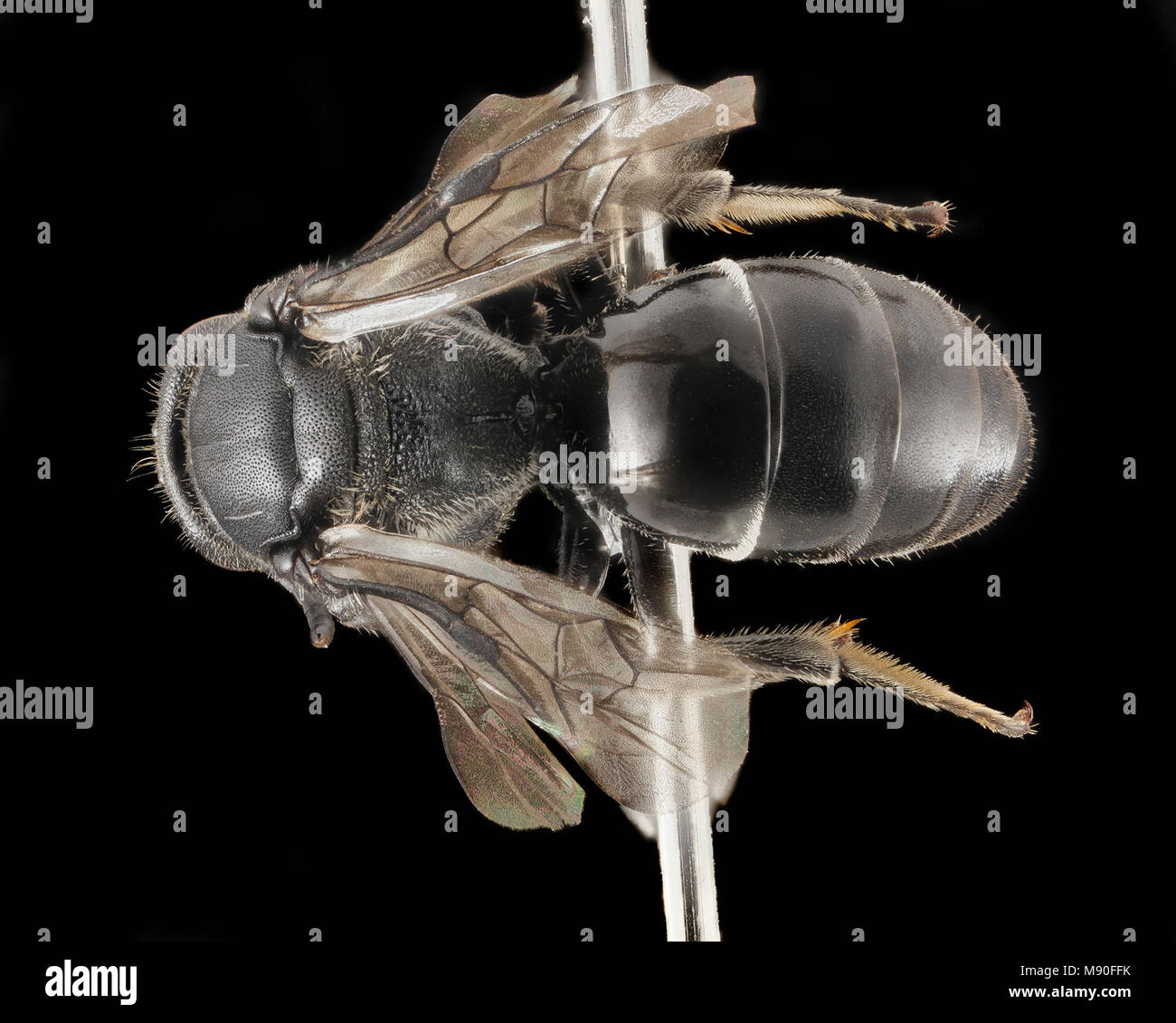 Masked Bee. Hylaeus basaliis, F, Back, NY, Gravel Pits Stock Photo - Alamy