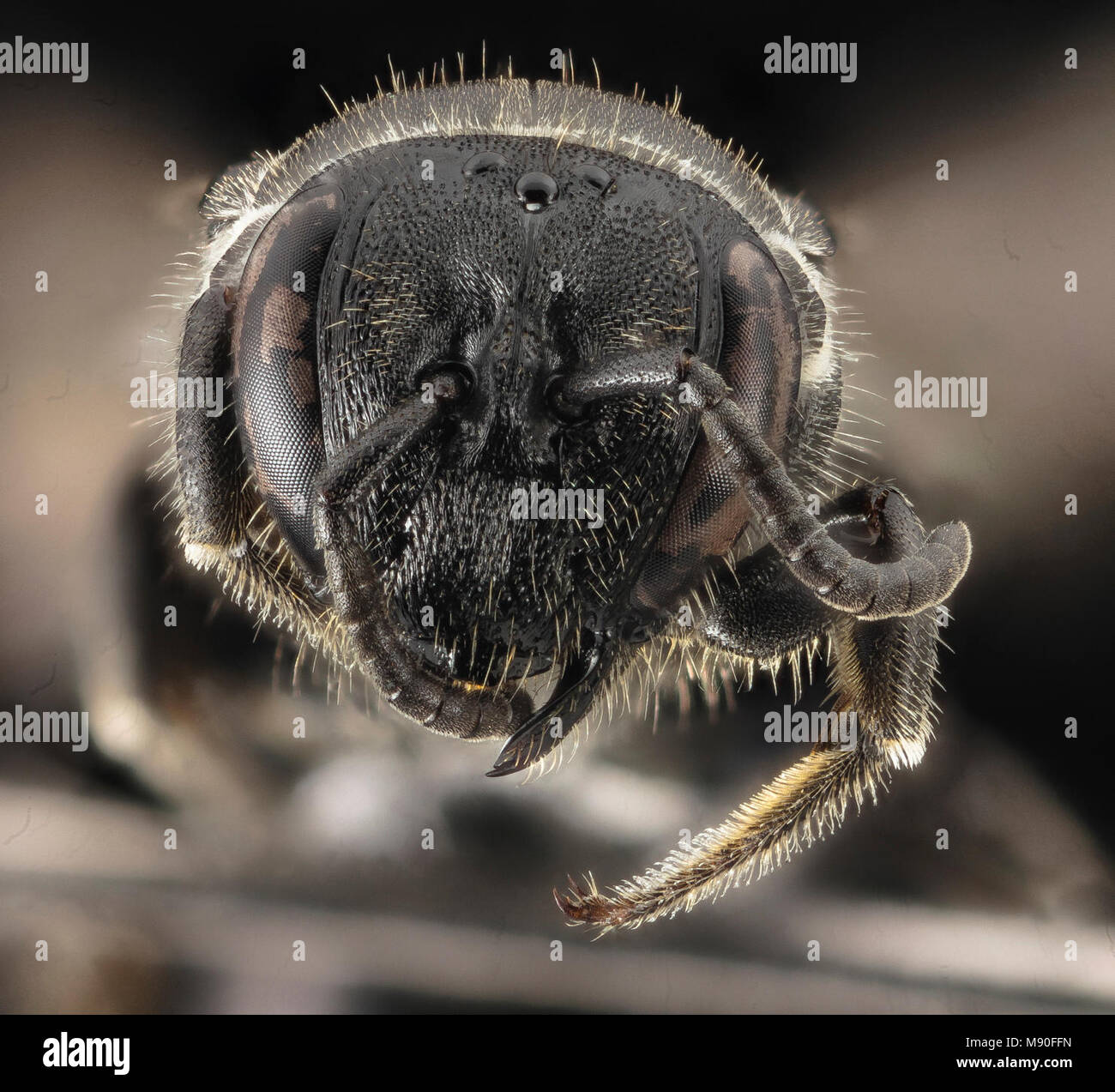 Masked Bee. Hylaeus basaliis, F, Face, NY, Gravel Pits Stock Photo - Alamy
