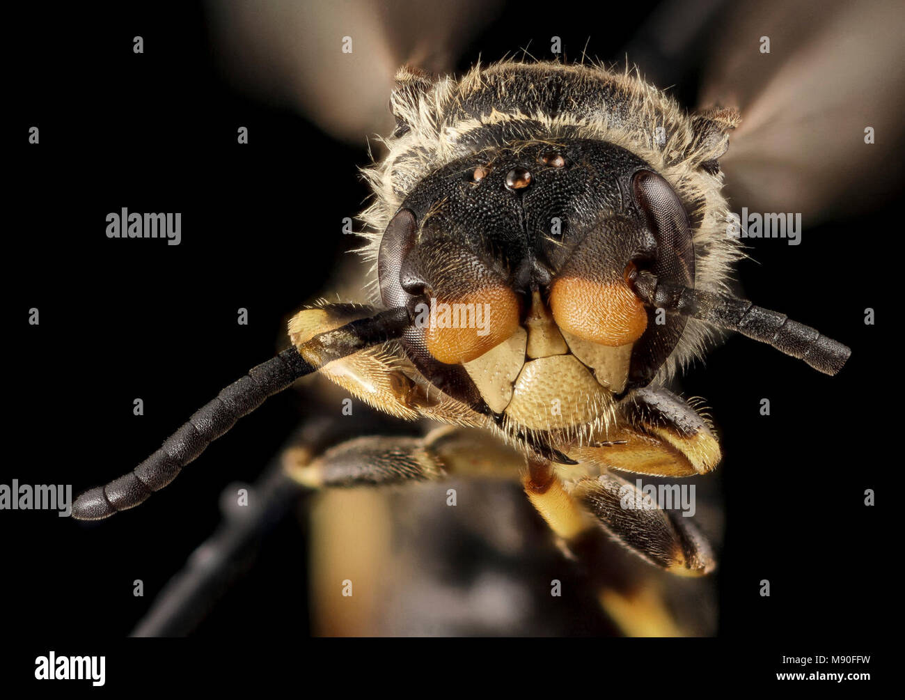 Bee. Hylaeus basilis, M, Face, Michigan, Keweenaw Co Stock Photo - Alamy