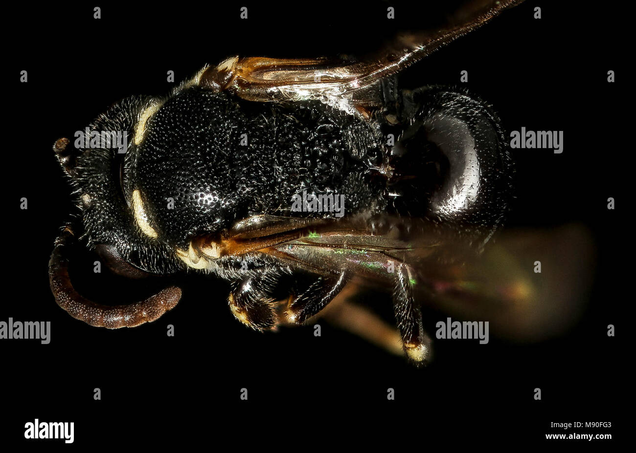 Masked Bee. Hylaeus leptocephalus, m, back, Dorchester Co, MD Stock ...