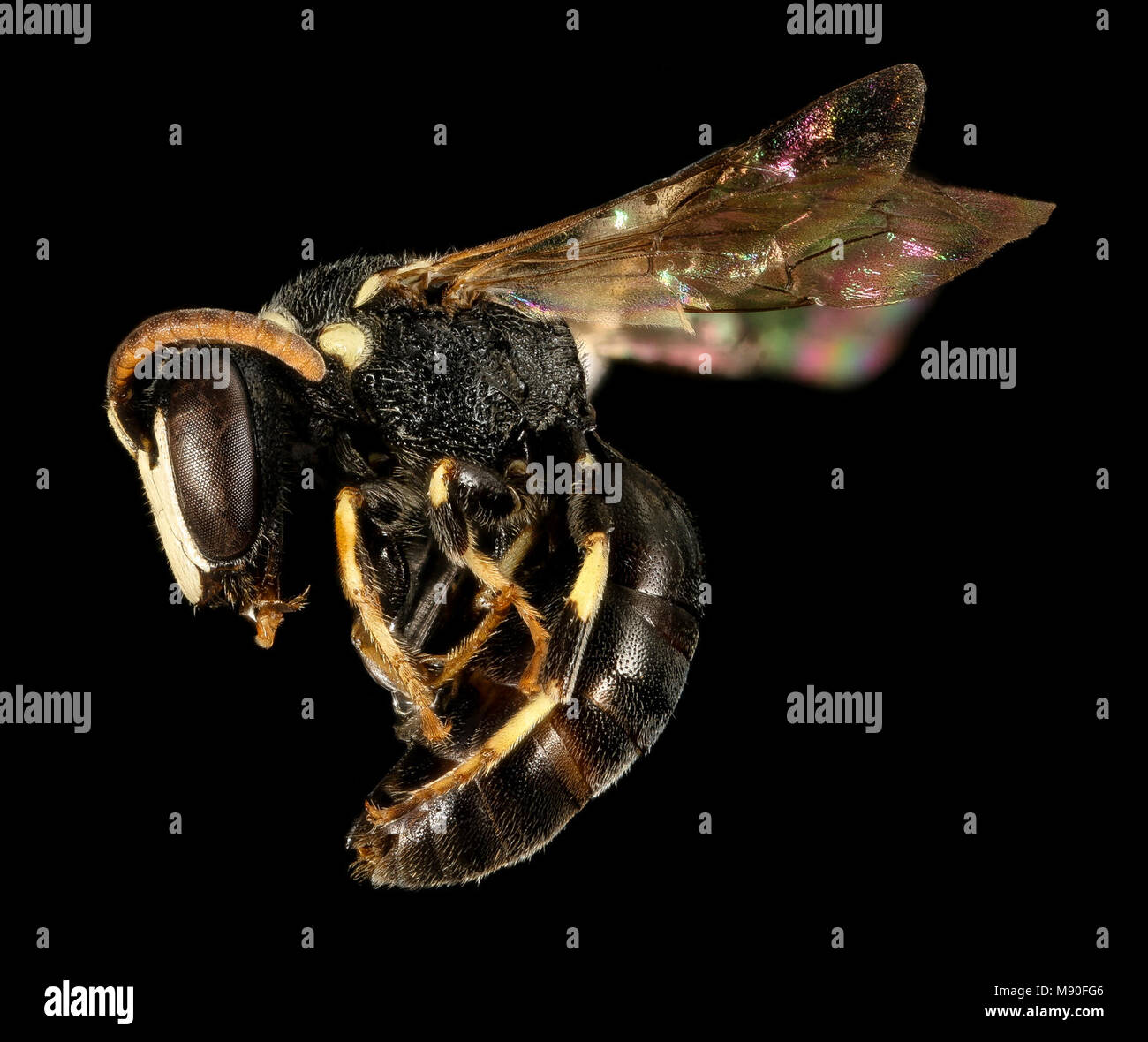 Masked Bee. Hylaeus leptocephalus, m, side, Dorchester Co, MD Stock ...