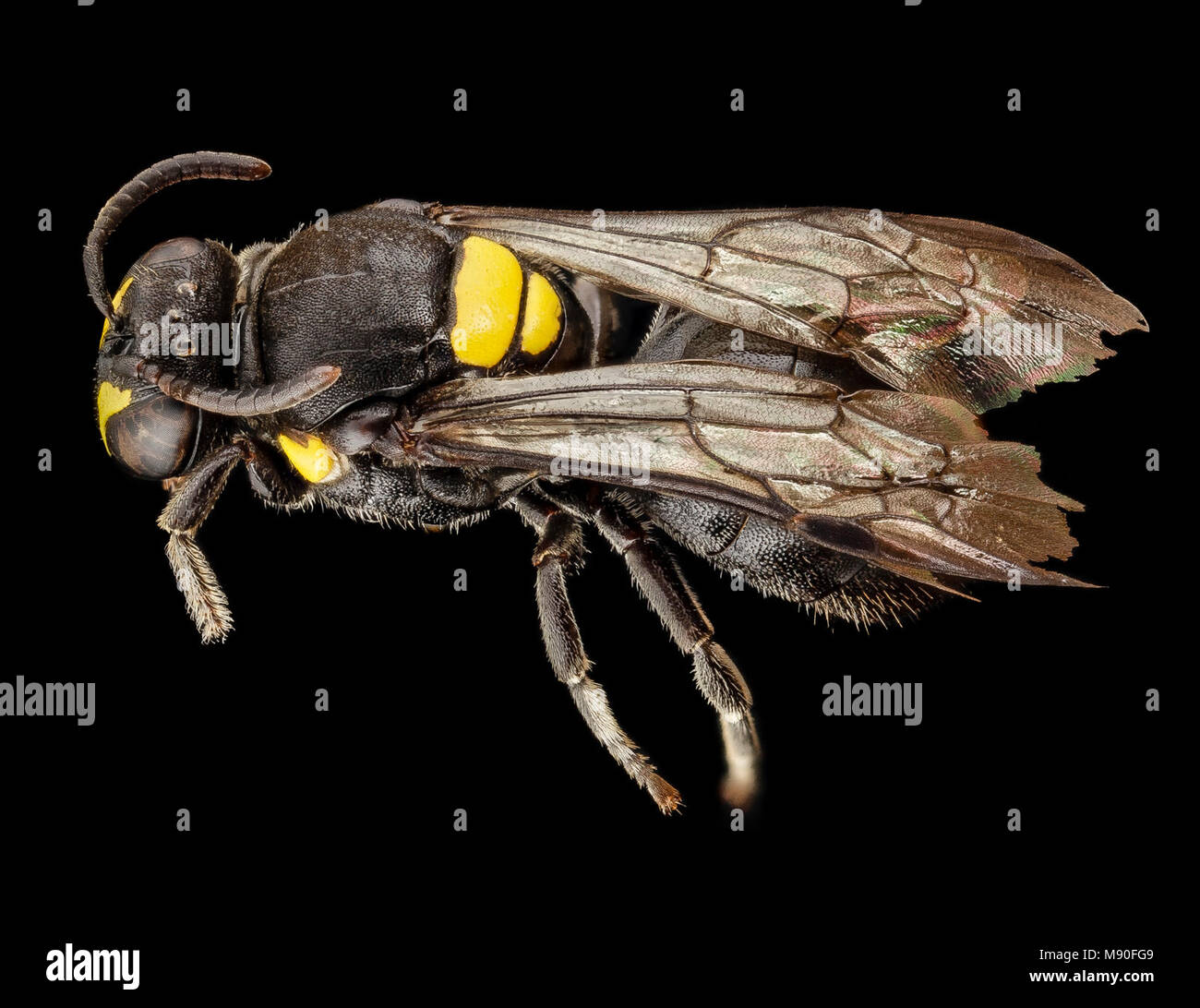 Bee. Hylaeus nubilosus, f, australia, angle Stock Photo - Alamy
