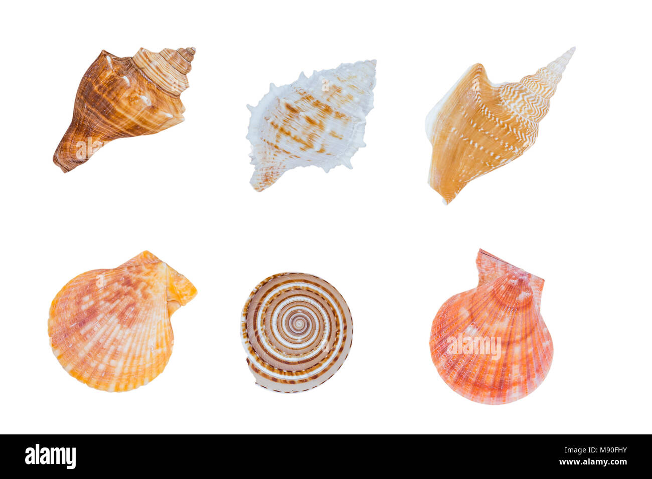 composition of exotic sea shells on a white background Stock Photo - Alamy