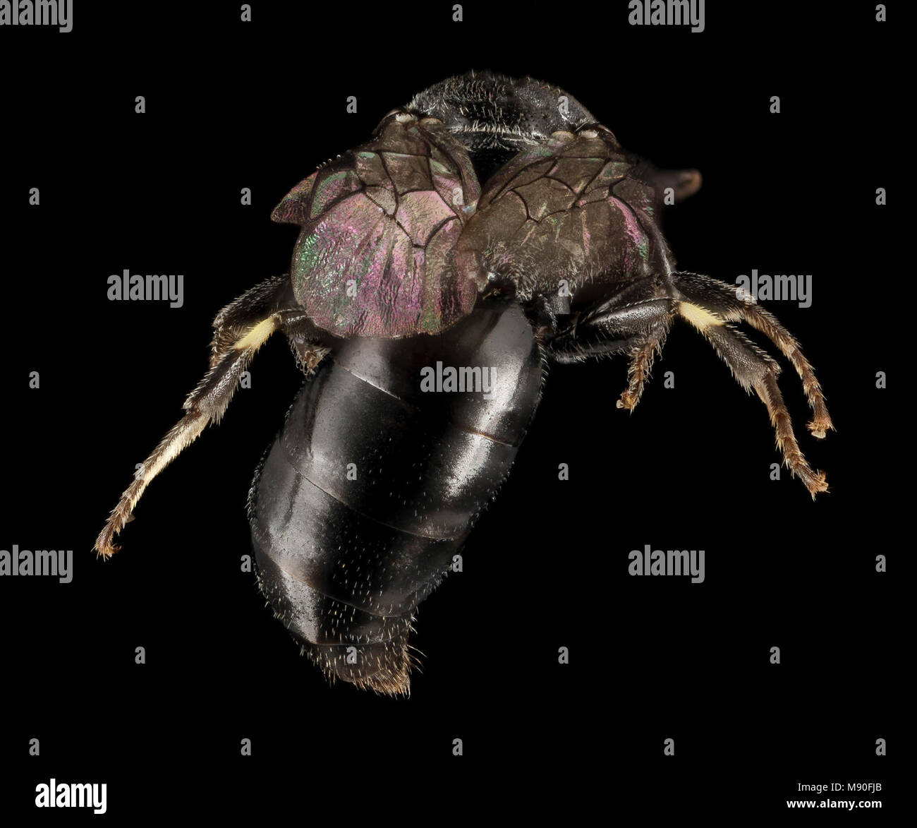 Hylaeus species hi-res stock photography and images - Alamy