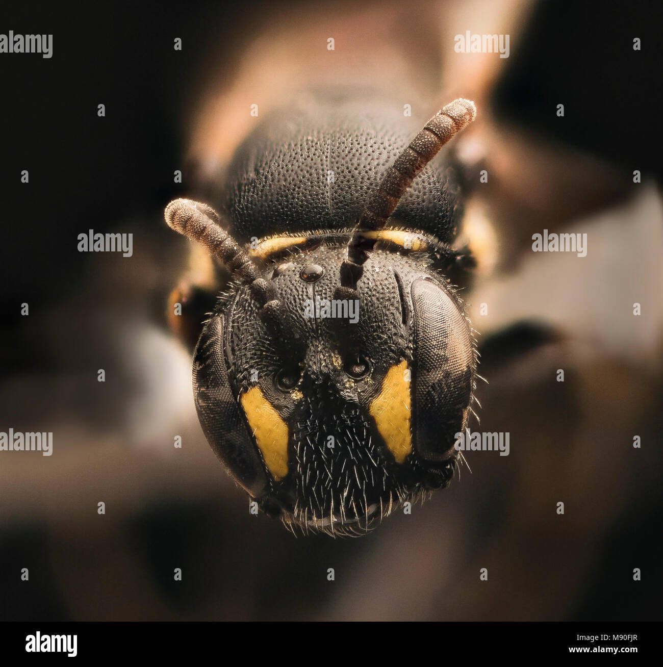 Masked Bee. Hylaeus sparsus, f, face, Shenandoah, VA Stock Photo - Alamy