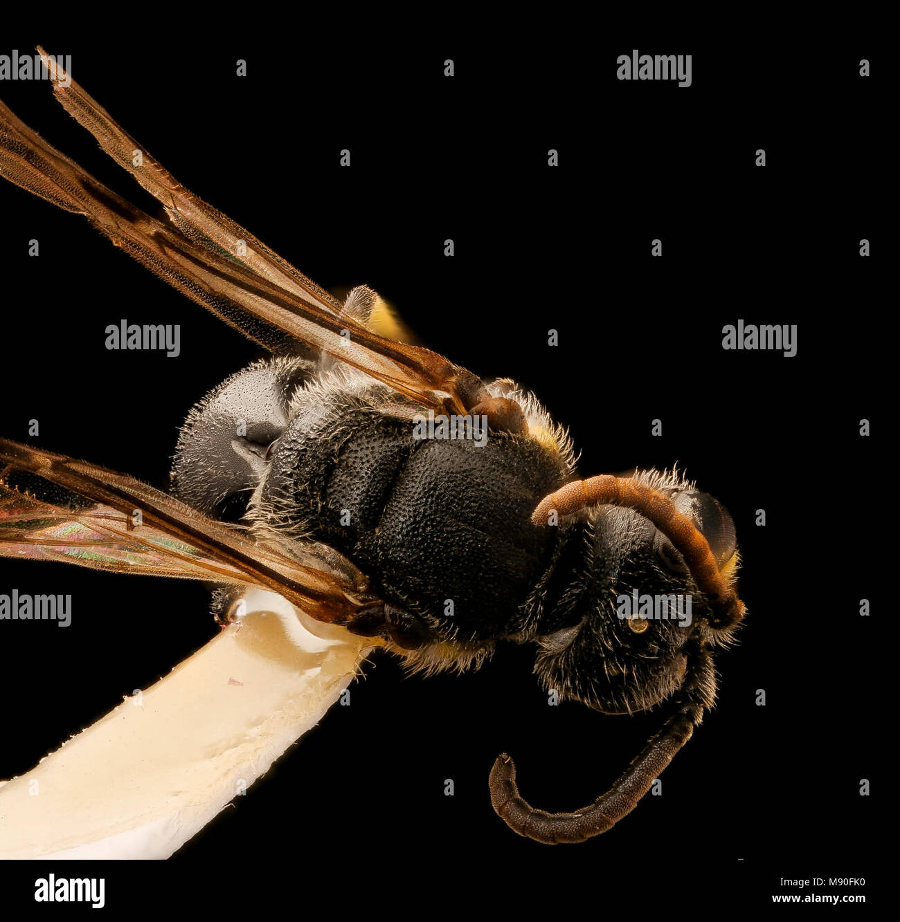 Masked Bee. Hylaeus sparsus, m, back, Shenandoah, VA Stock Photo - Alamy