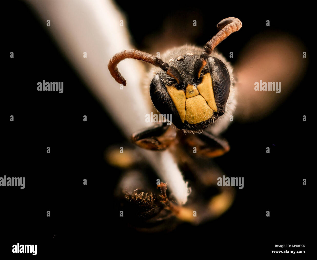 Masked Bee. Hylaeus sparsus, m, face, Shenandoah, VA Stock Photo - Alamy