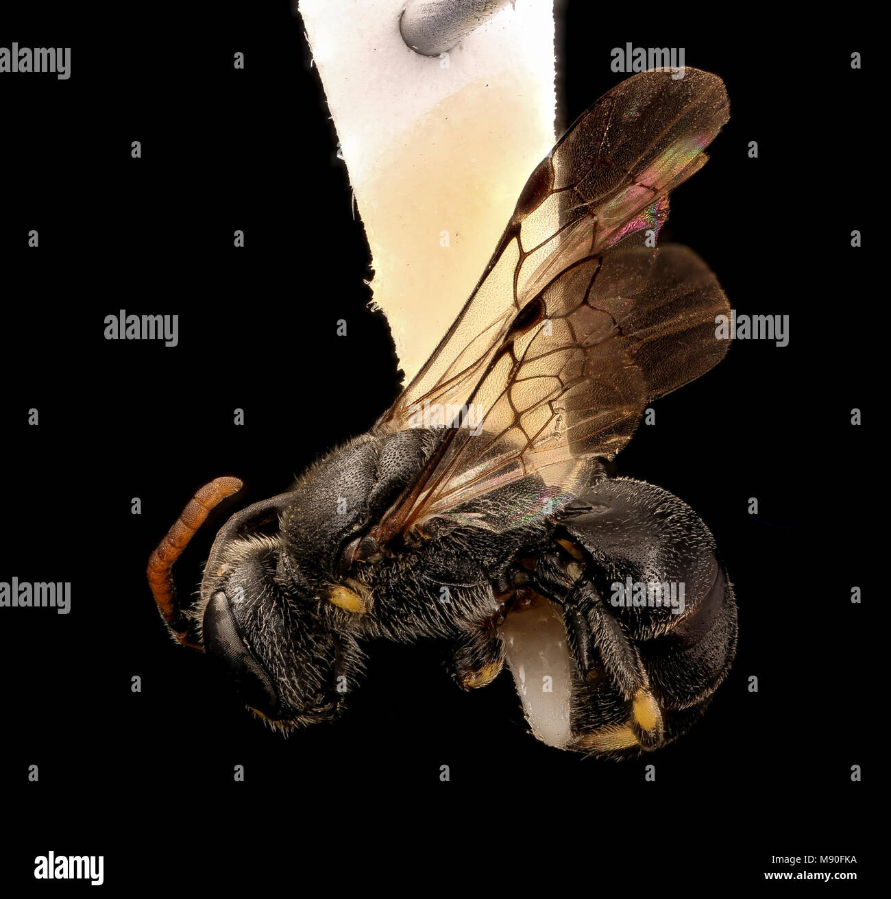Masked bee hi-res stock photography and images - Alamy