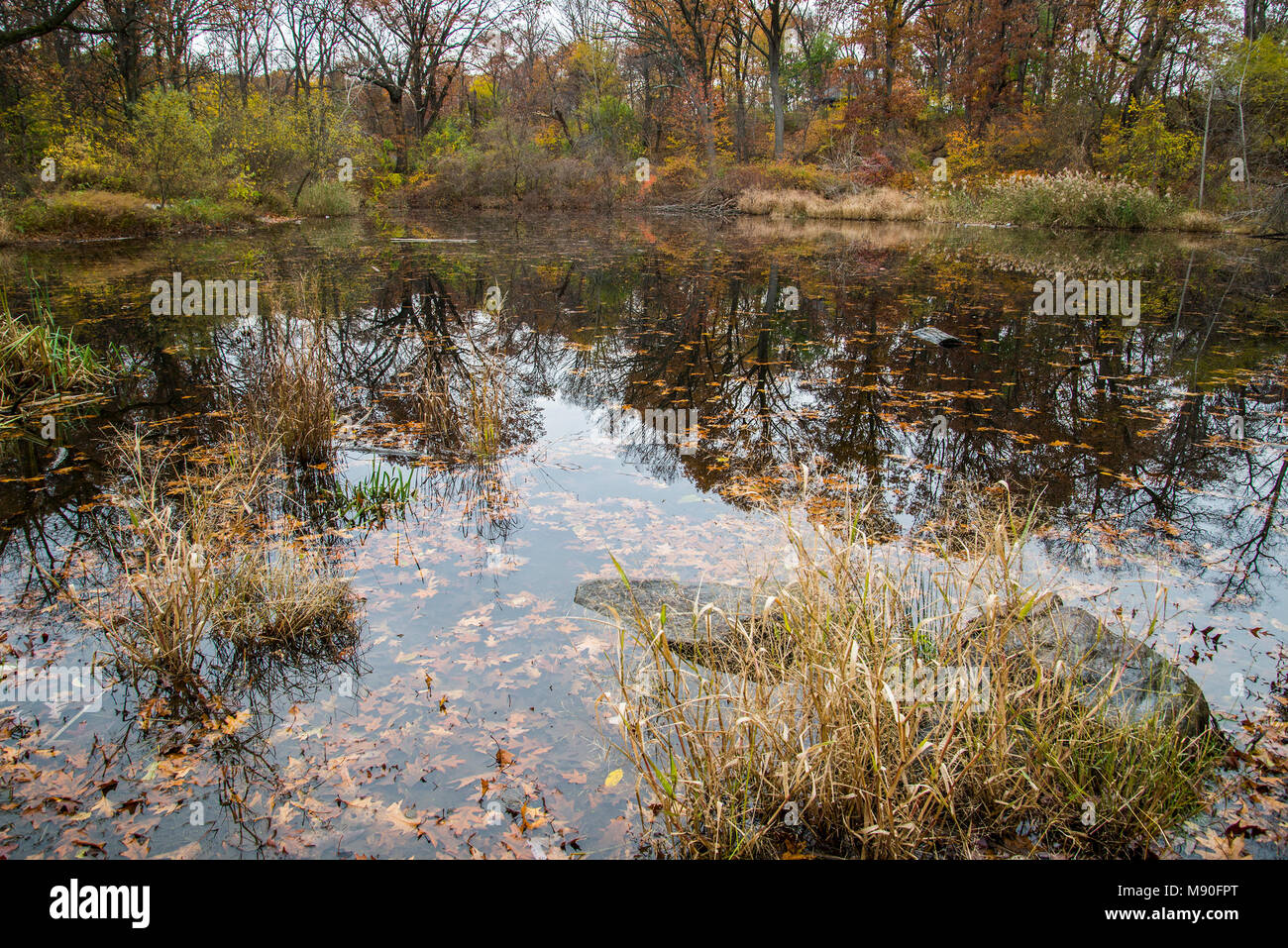 Fall scenes in a park Stock Photo - Alamy