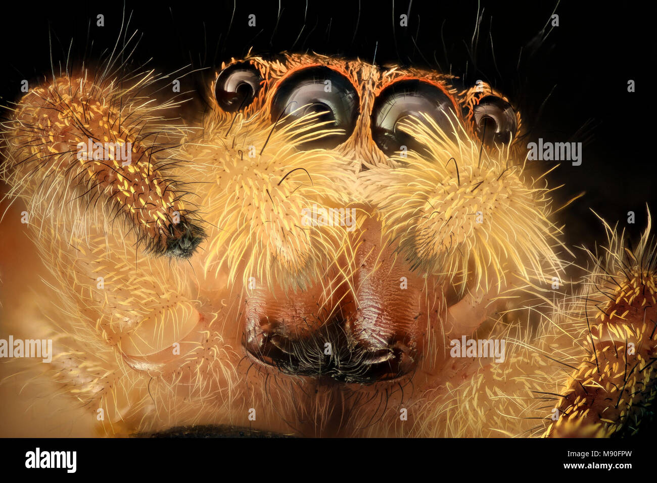 jumping spider, beltsville, md Stock Photo - Alamy