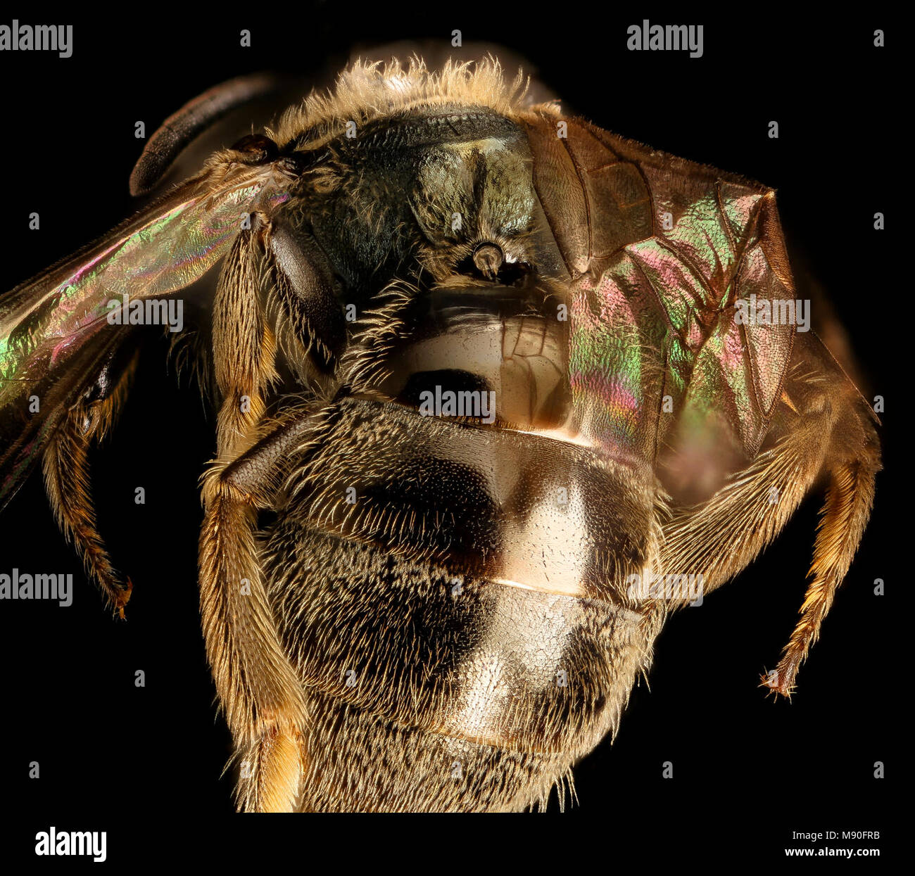 Lasioglossum species hi-res stock photography and images - Alamy