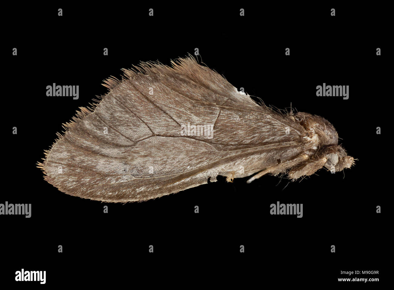 Virginia Moths High Resolution Stock Photography and Images - Alamy