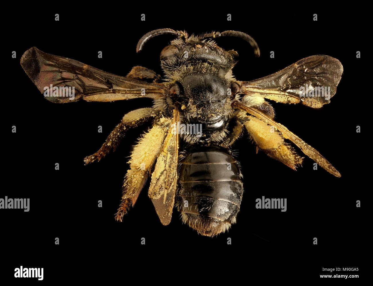 Macropis bee hi-res stock photography and images - Alamy