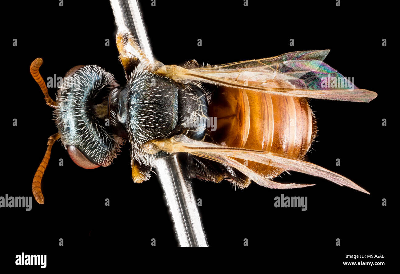 Latior hi-res stock photography and images - Alamy