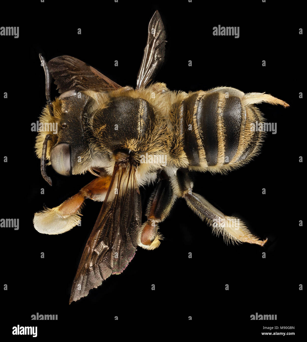 Binomial megachile hi-res stock photography and images - Alamy