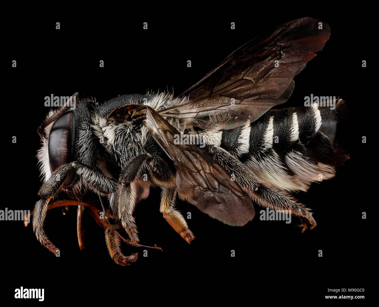 Megachile apicalis, female, side Stock Photo - Alamy