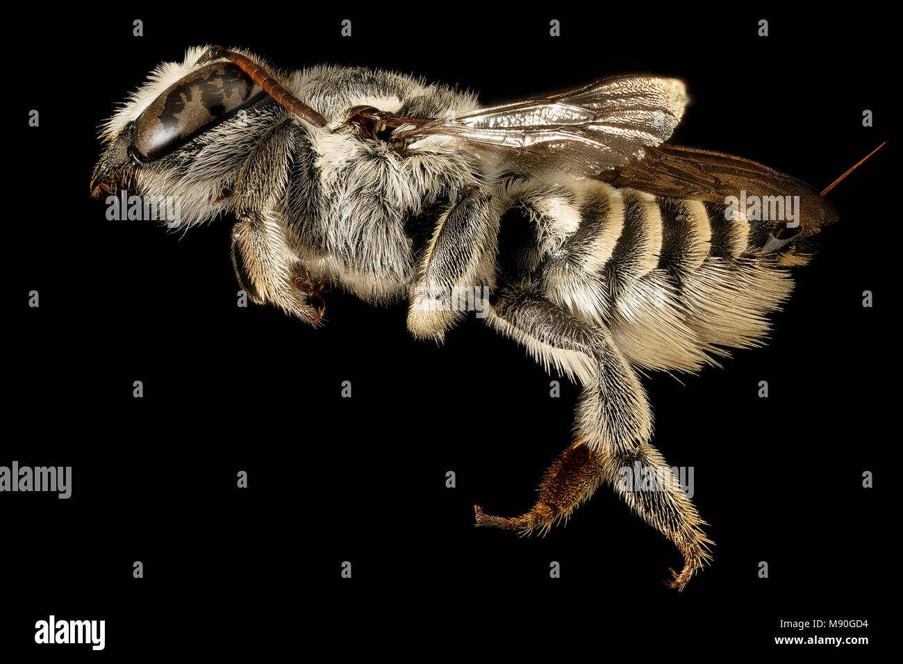 Tucson insects hi-res stock photography and images - Alamy