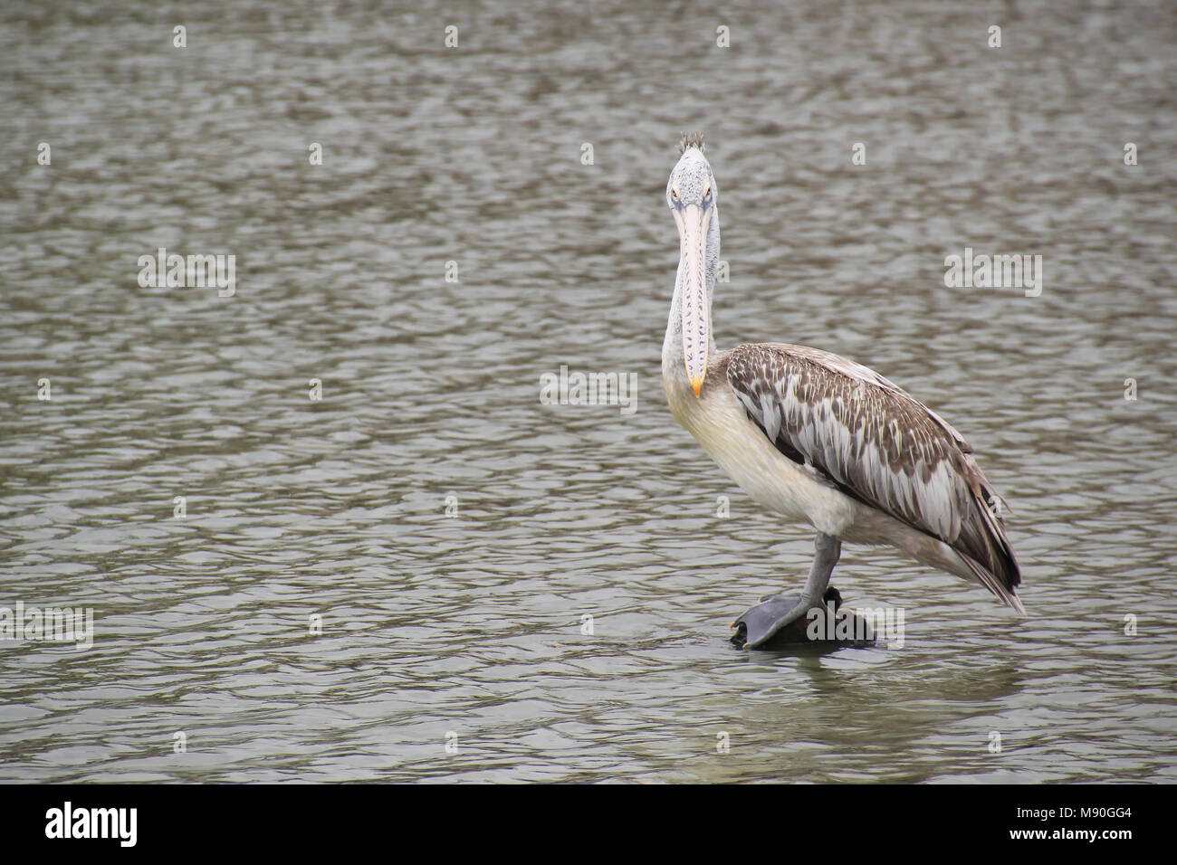 Frowning face hi-res stock photography and images - Alamy