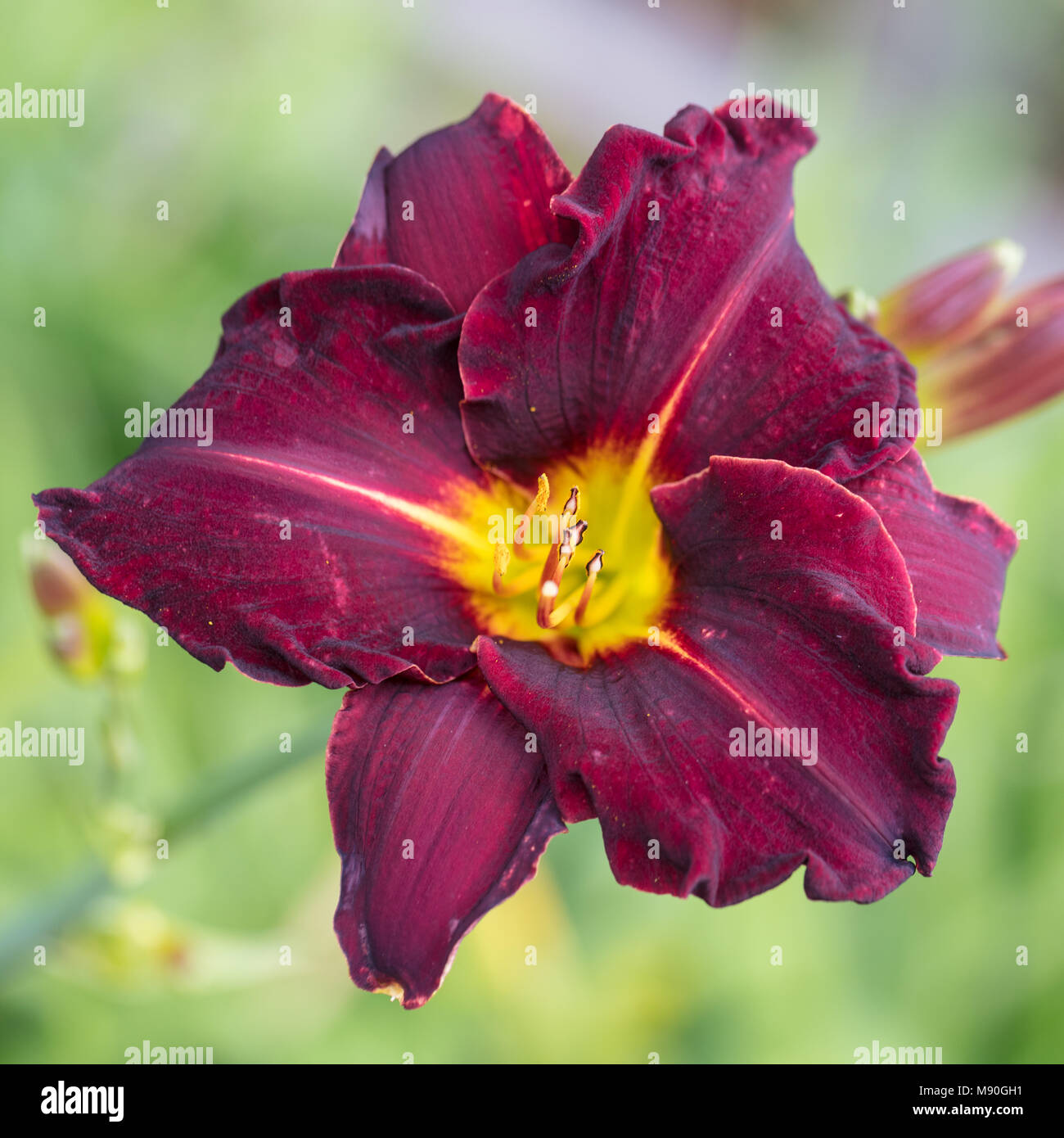 'Chicago Blackout' Daylily, Daglilja (Hemerocallis Stock Photo - Alamy