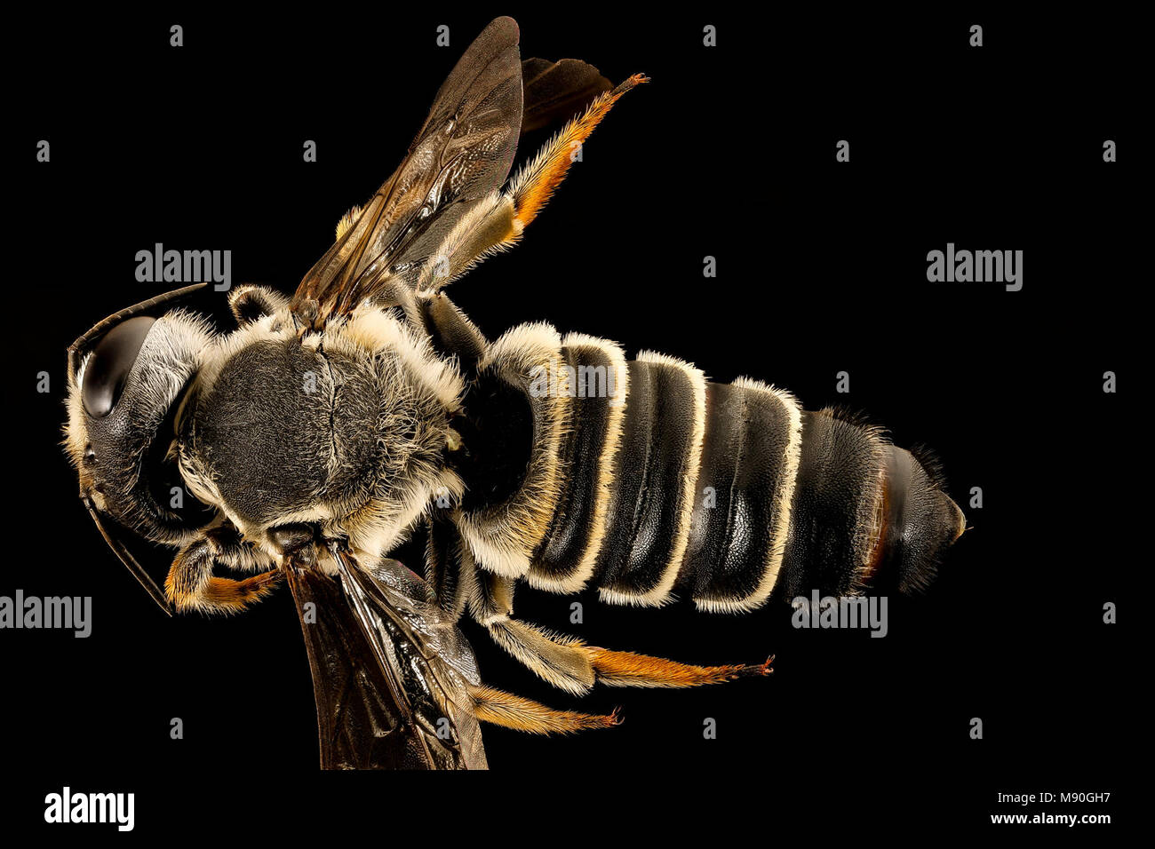 Leaf Cutter Bee. Megachile policaris, back, chambers co, Texas Stock ...