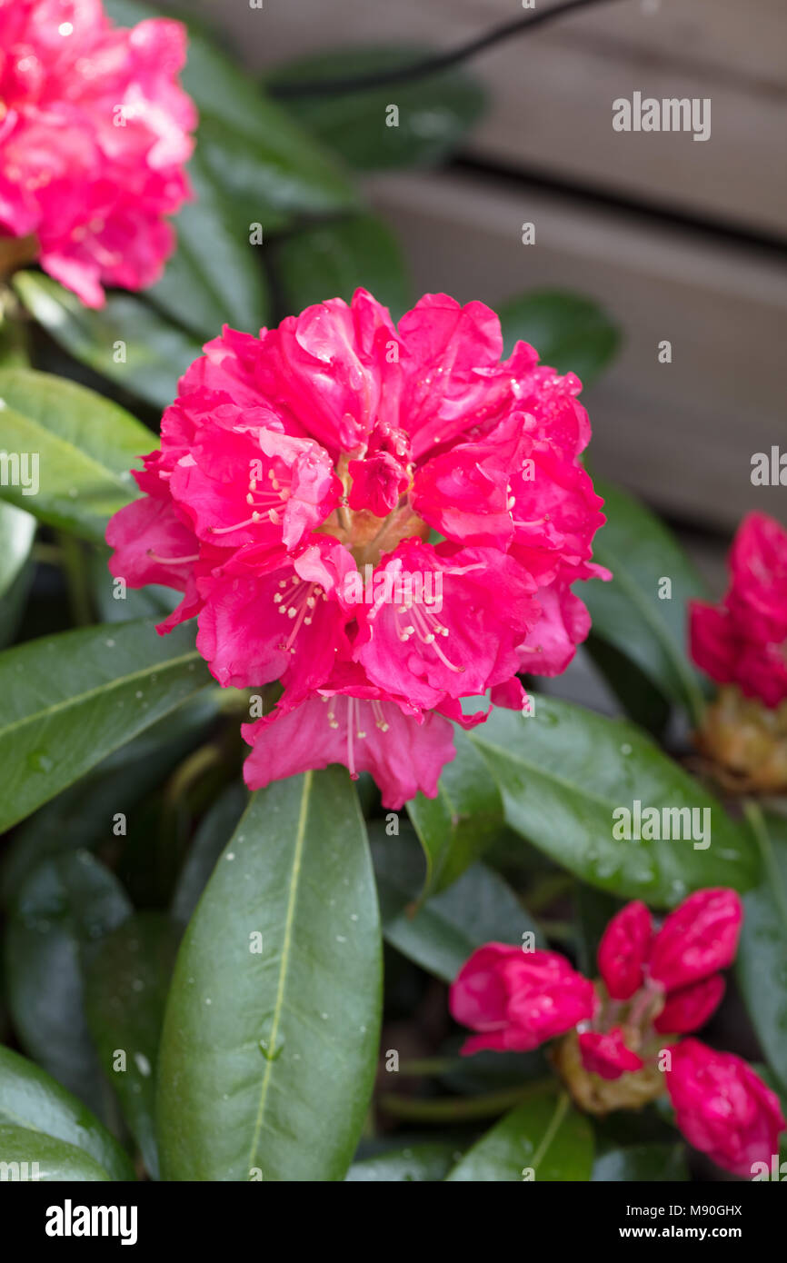 'Morgenrot' Yakushima rhododendron, Praktrododendron (Rhododendron ...