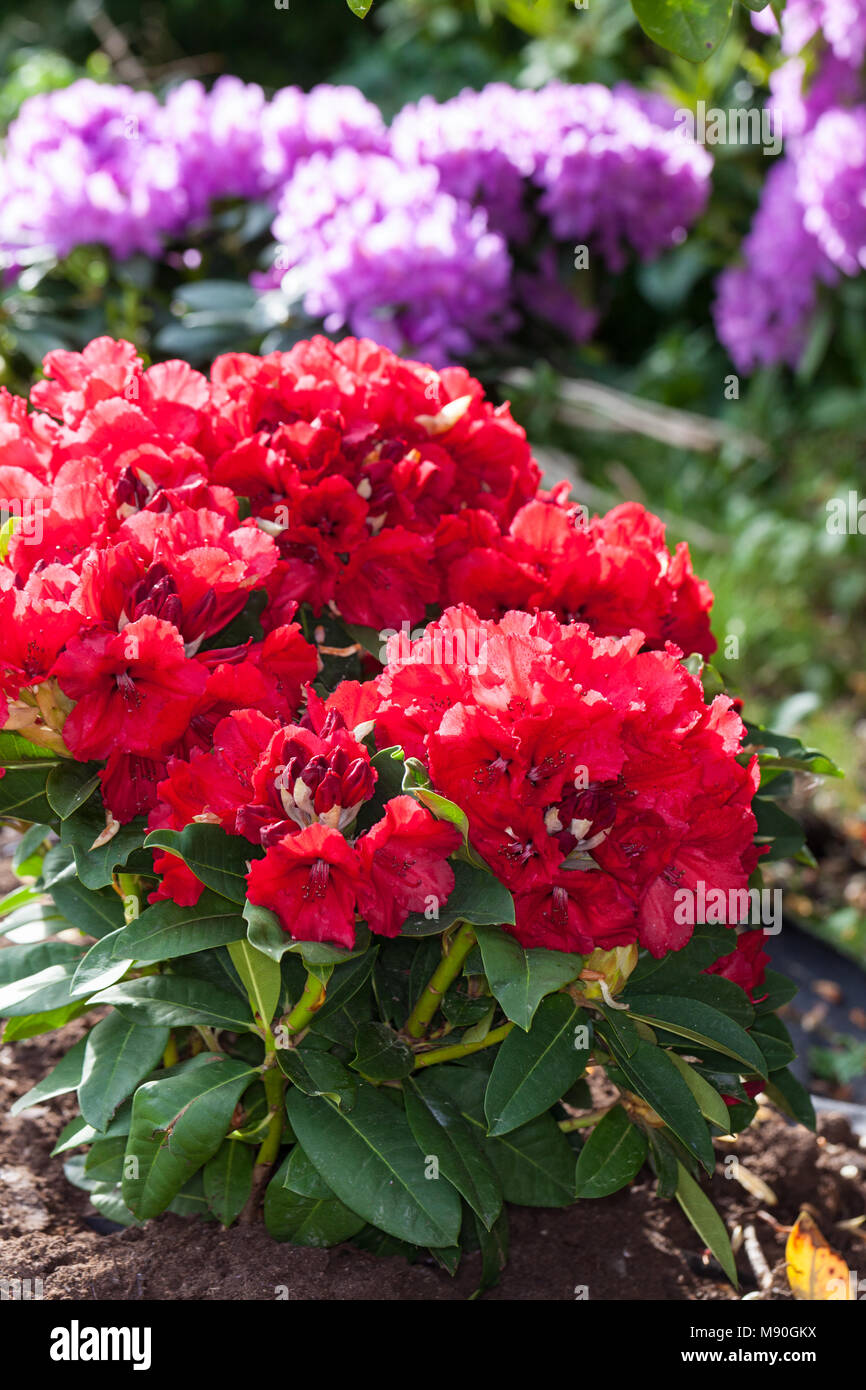 Red jack rhododendron plant hi-res stock photography and images - Alamy