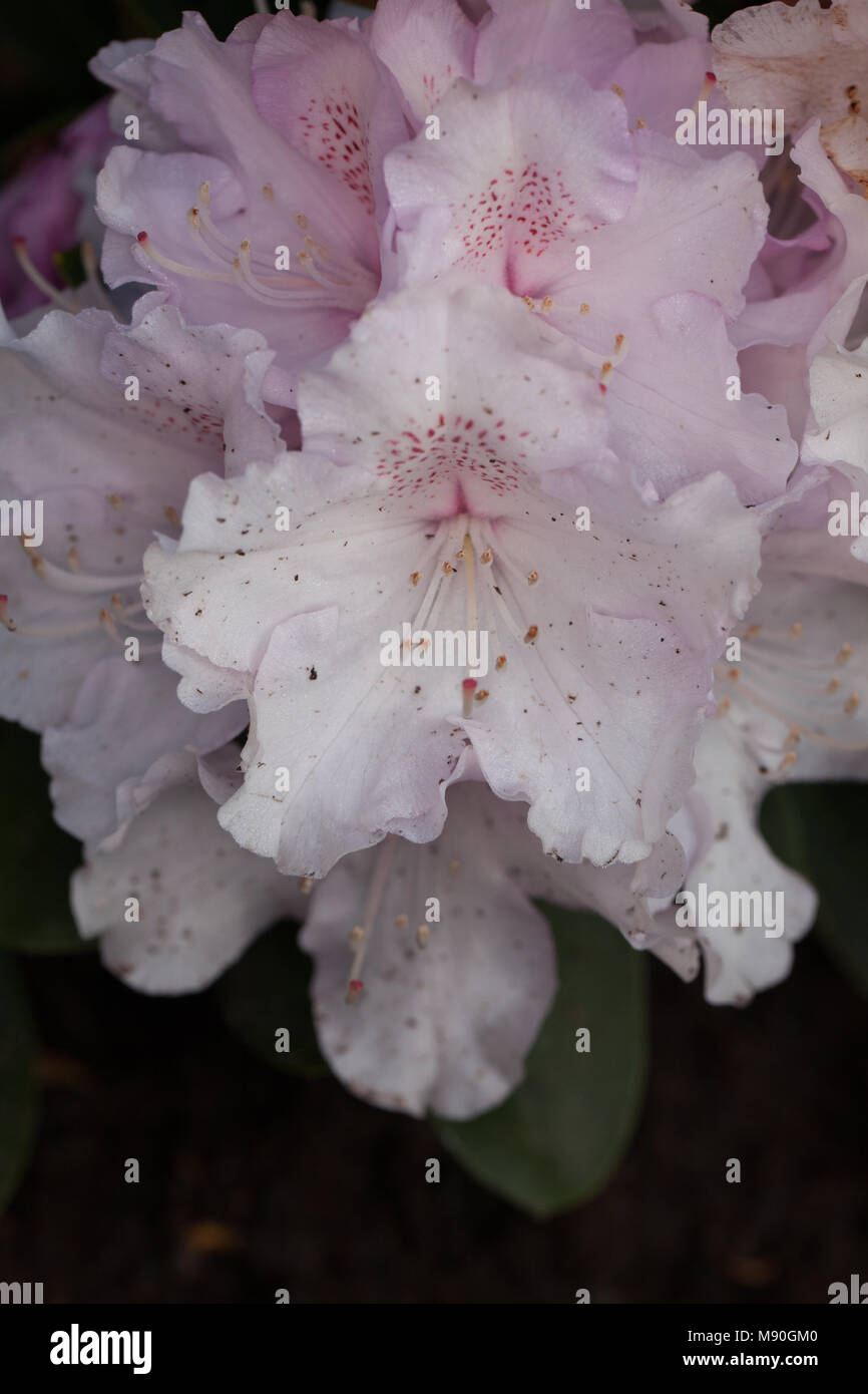 'Schneekrone' Yakushima rhododendron, Praktrododendron (Rhododendron ...
