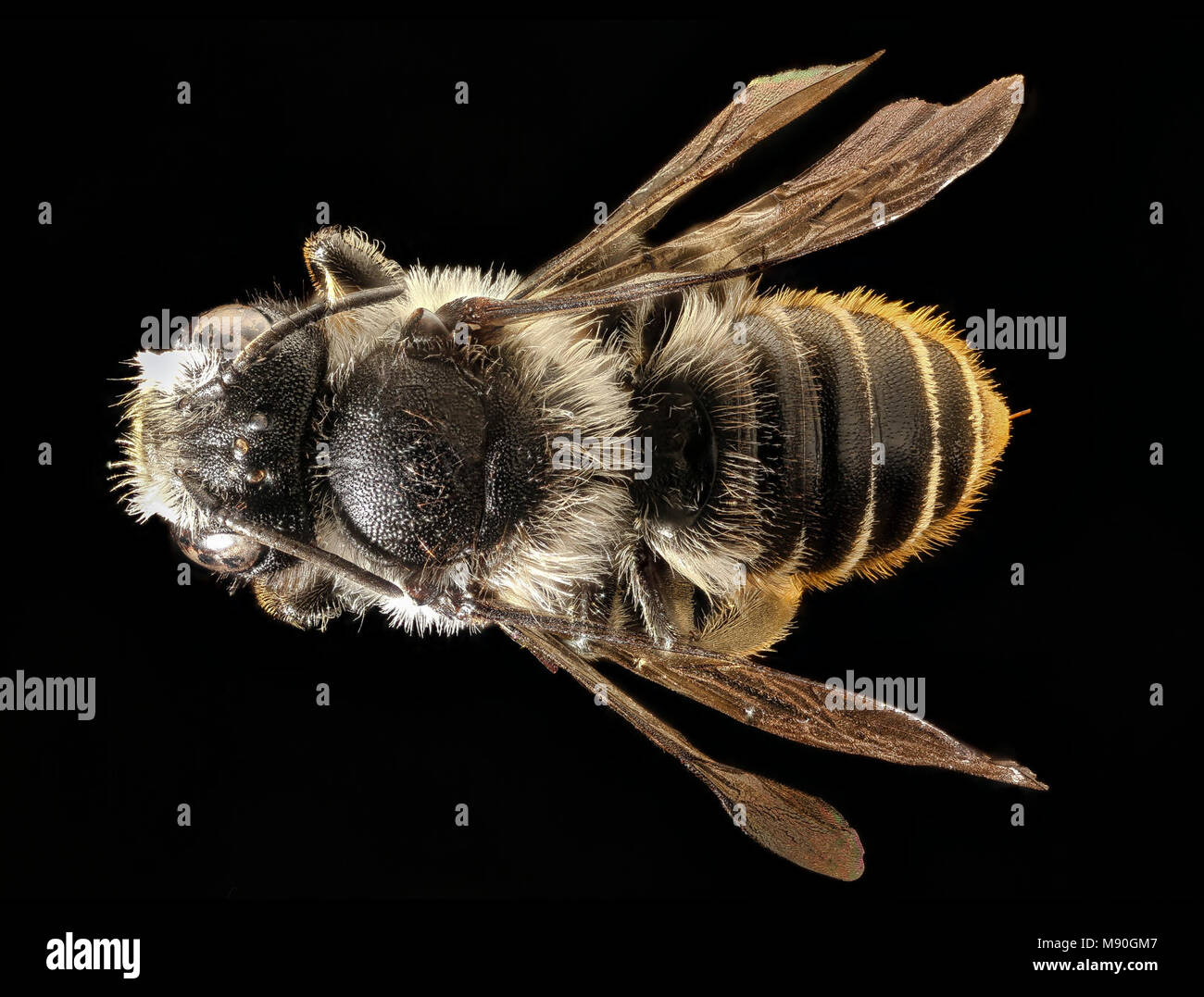 Megachile relativa hi-res stock photography and images - Alamy