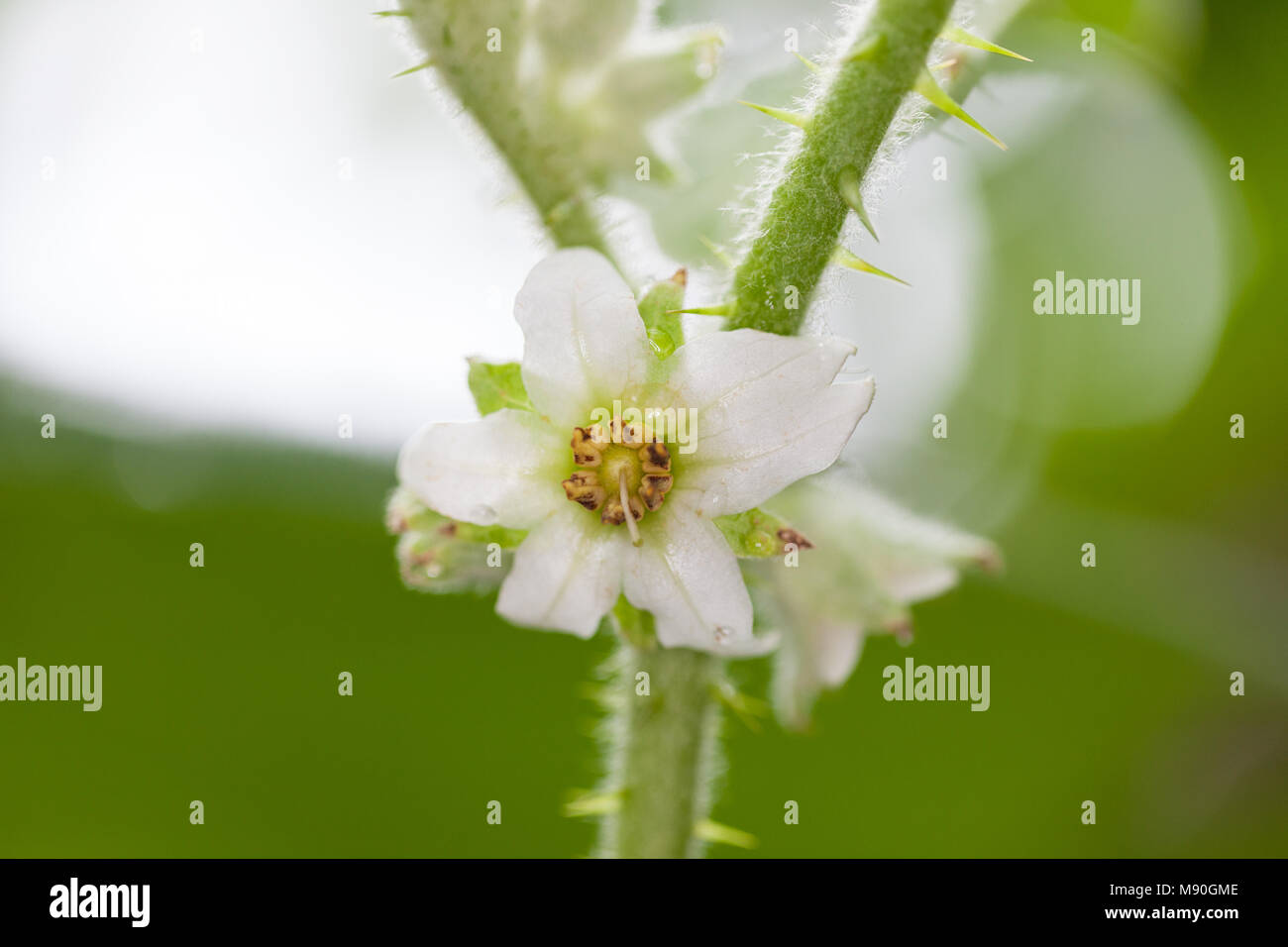 Solanum quitoense f septentrionale hi-res stock photography and images ...
