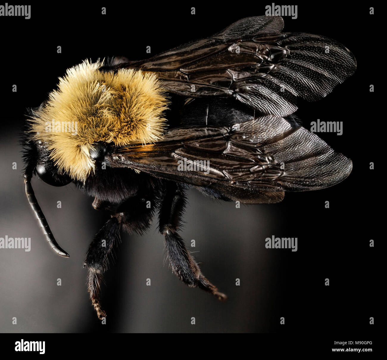 Bee. melecta pacifica, f, md, pg, back Stock Photo - Alamy