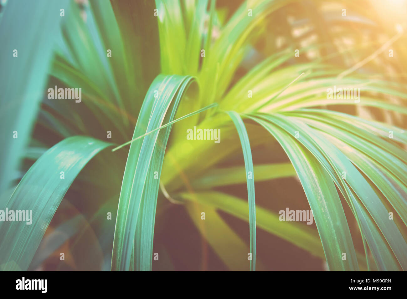 Beautiful Tropical Plant with Long Narrow Needle Like Dangling Leaves ...