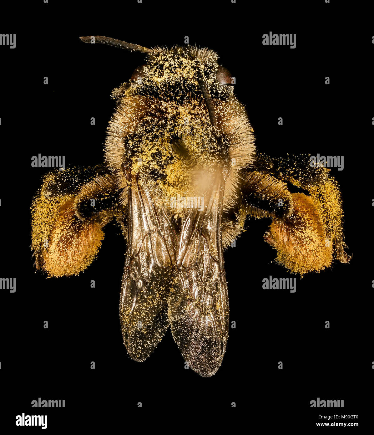Melissodes desponsa hi-res stock photography and images - Alamy